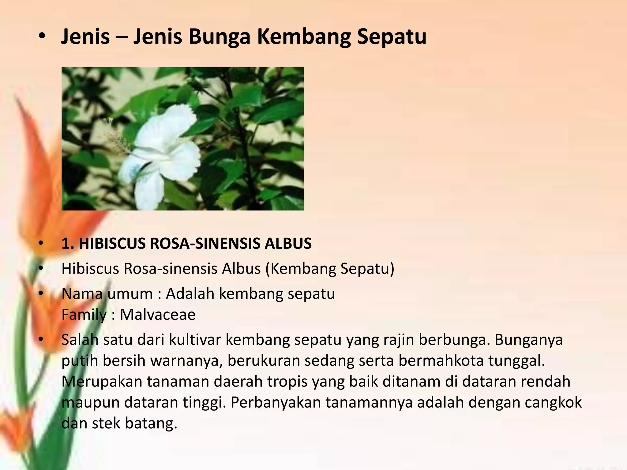 PPT Bunga Kembang Sepatu | PPTX