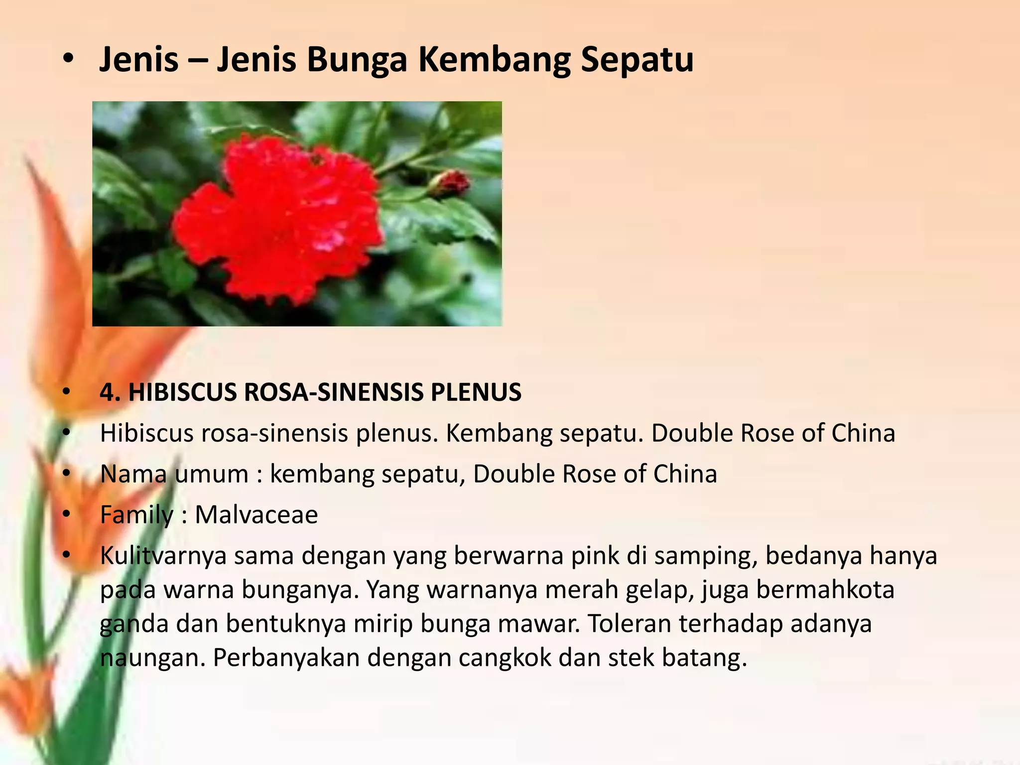 PPT Bunga Kembang Sepatu | PPTX