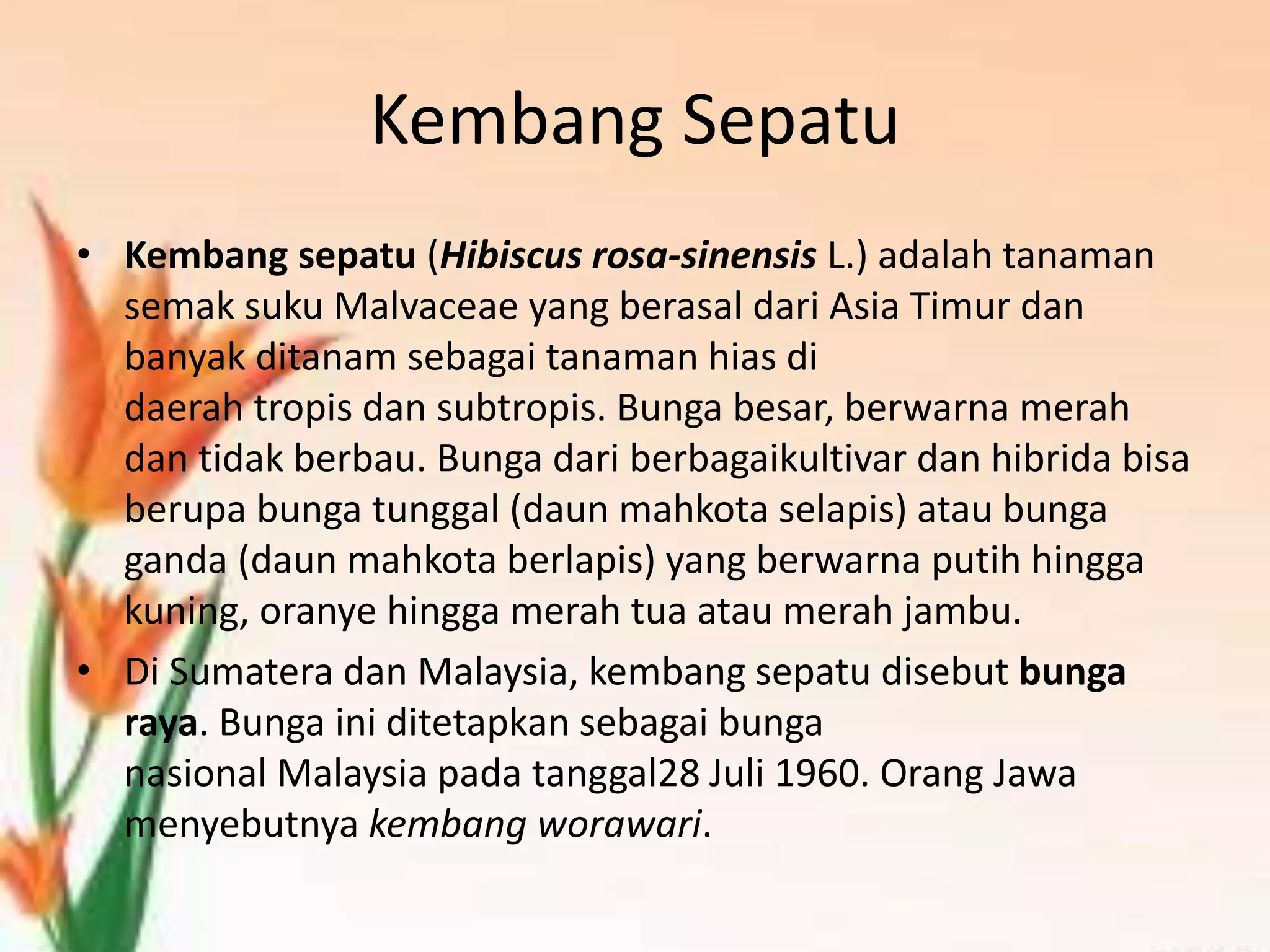PPT Bunga Kembang Sepatu | PPTX