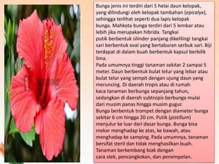 PPT Bunga Kembang Sepatu | PPTX