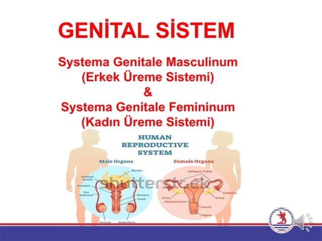 ÜREME SİSTEMİ ANATOMİSİ İLE İLGİLİ SUNUM | PPTX