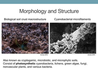 Remote sensing of biological soil crusts | PPTX | Geology | Science