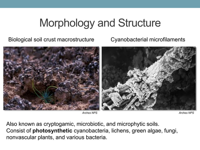 Remote sensing of biological soil crusts | PPTX | Geology | Science