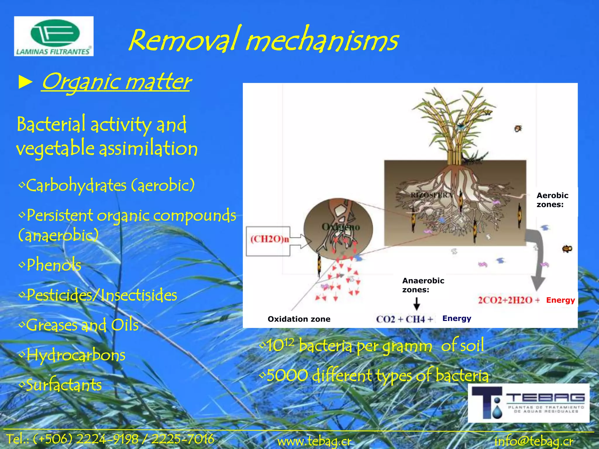 Removal mechanisms | PPT