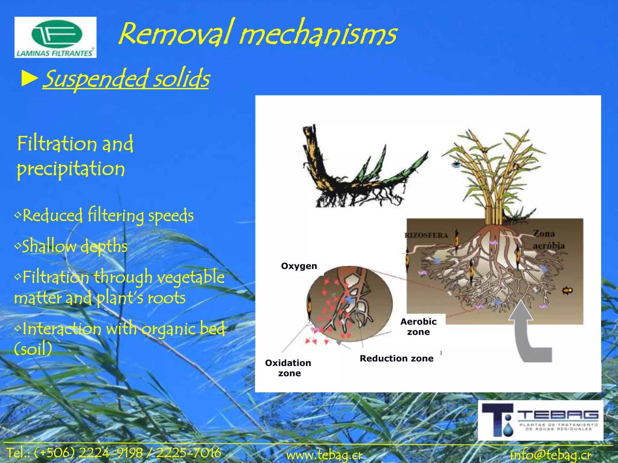 Removal mechanisms | PPT