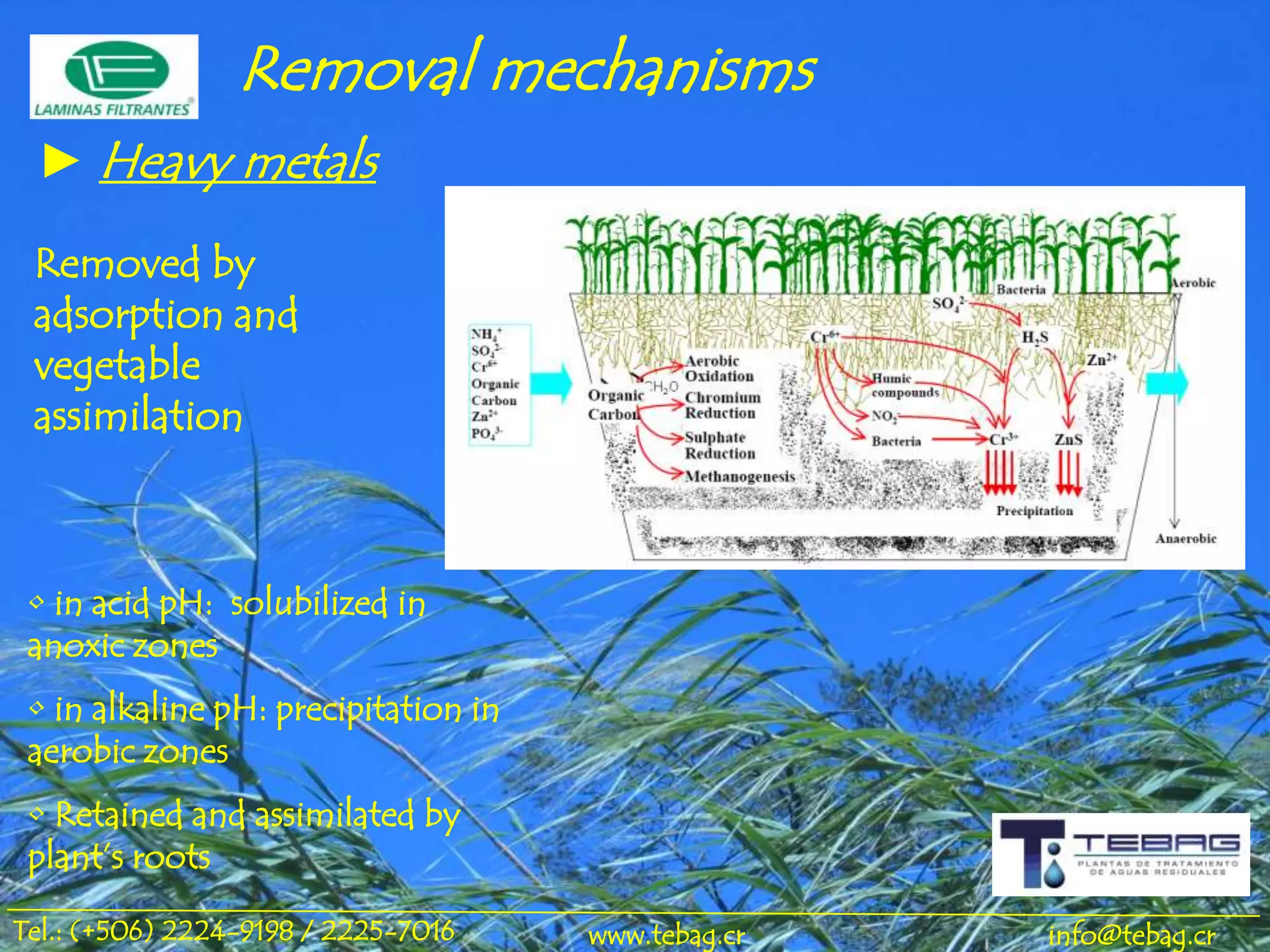 Removal mechanisms | PPT