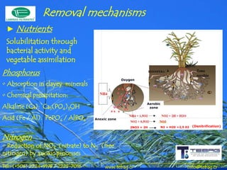 Removal mechanisms | PPTX | Chemistry | Science