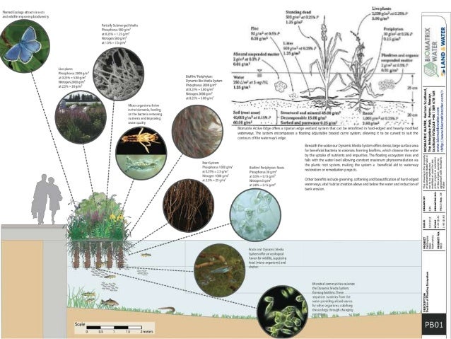 Biomatrix Floating Island Ecosystems Removal Rates | PPT