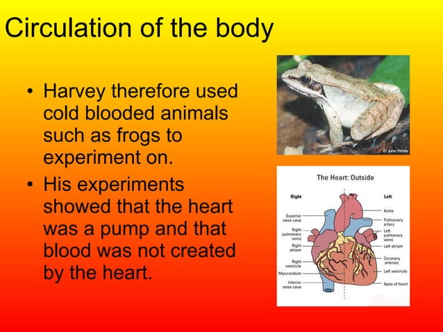 Renaissance Anatomy | PPT