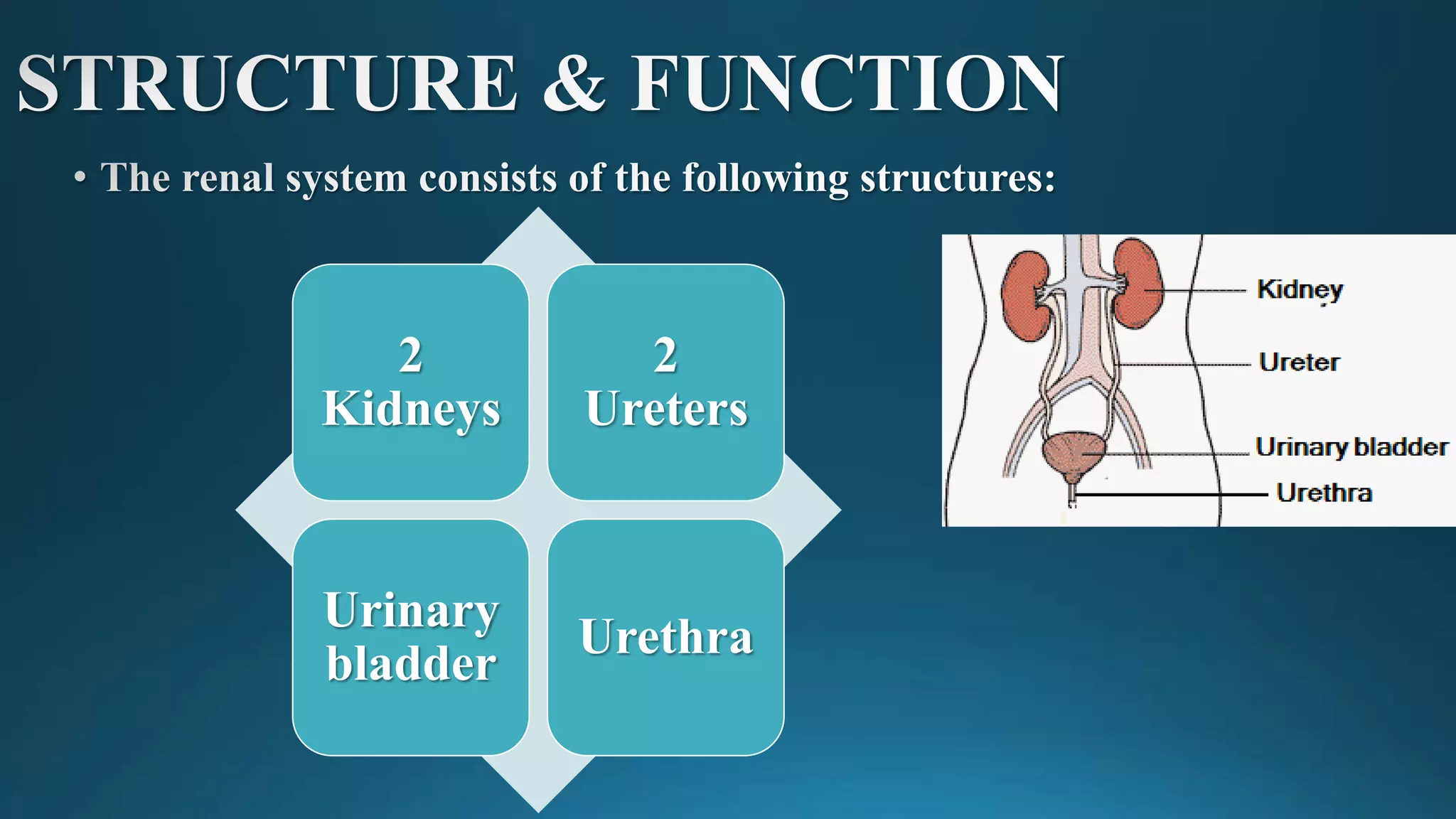 Renal physiology | PPTX | Medical Health