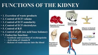 Renal physiology | PPTX