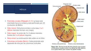 El sistema urinario: anatomía funcional y formación de orina en los ...