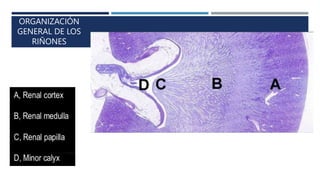 El sistema urinario: anatomía funcional y formación de orina en los ...