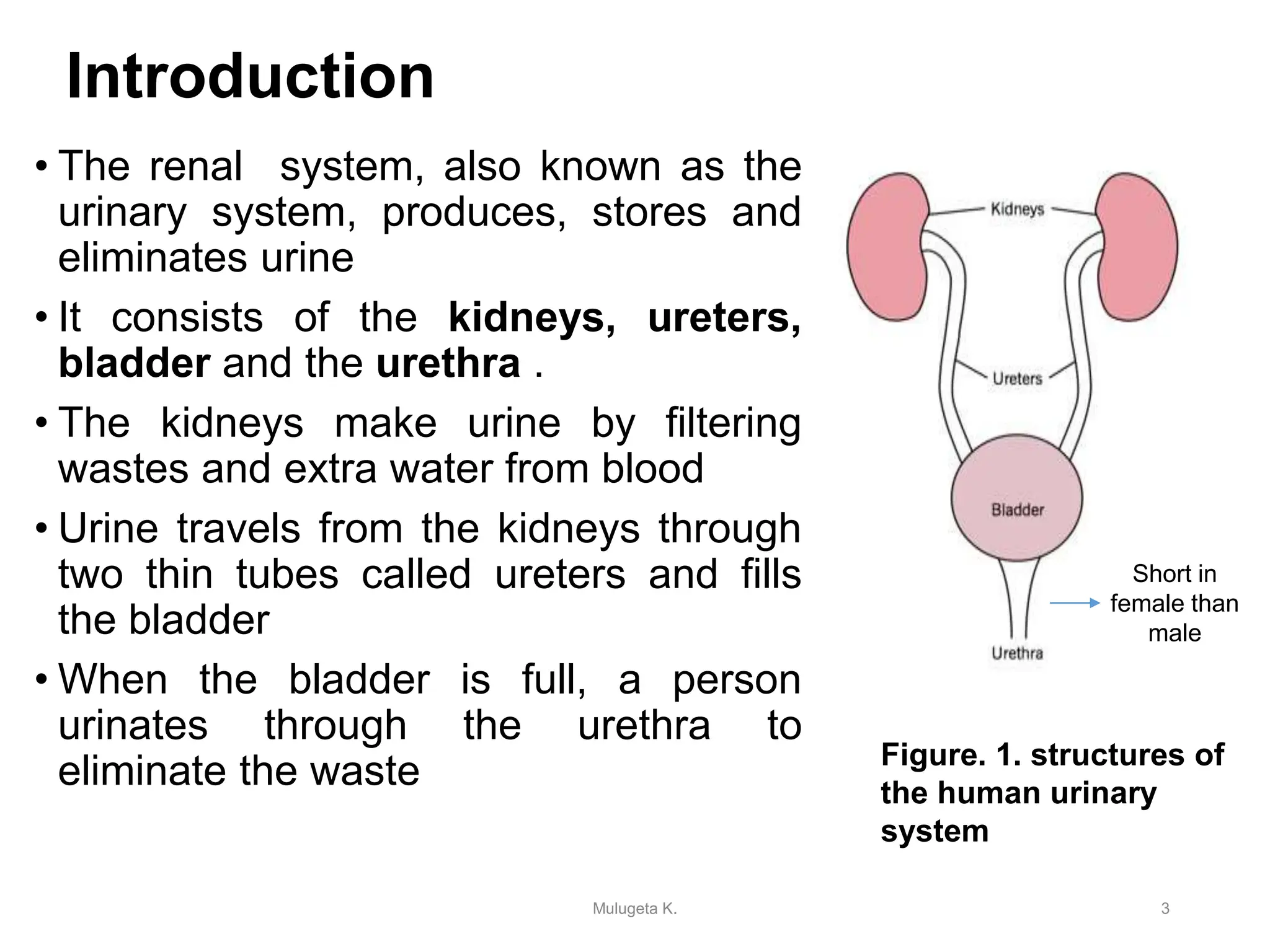 Explain brief anatomical structure and function of renal system Discuss ...