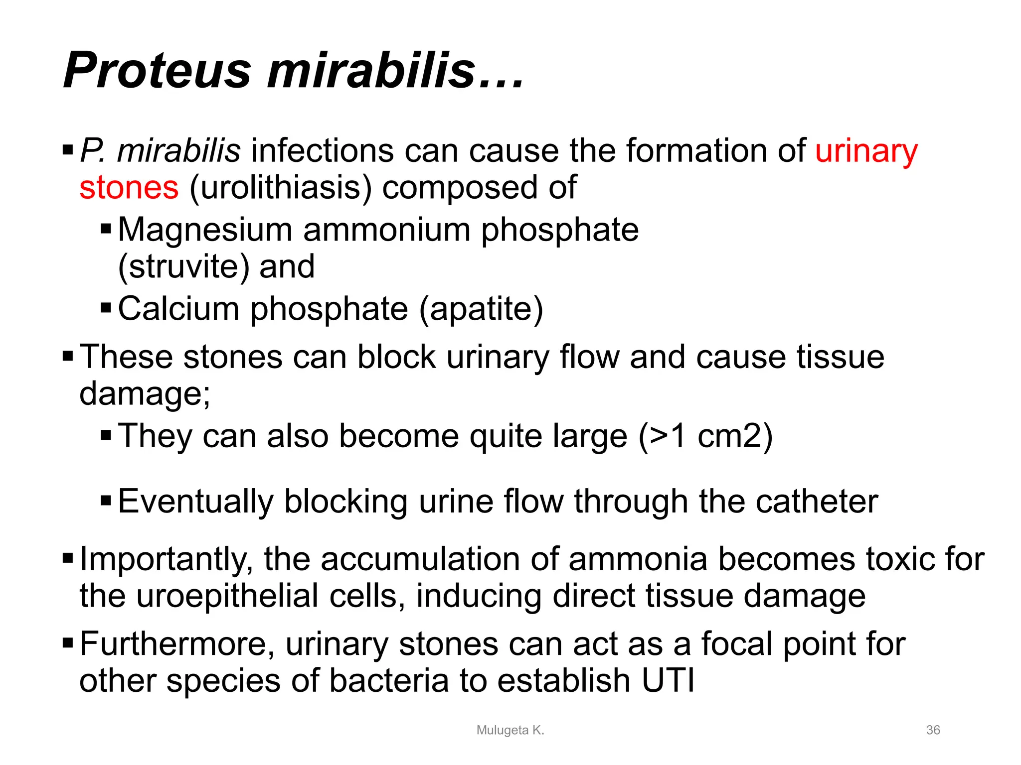 Explain brief anatomical structure and function of renal system Discuss ...
