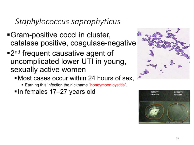 Explain brief anatomical structure and function of renal system Discuss ...