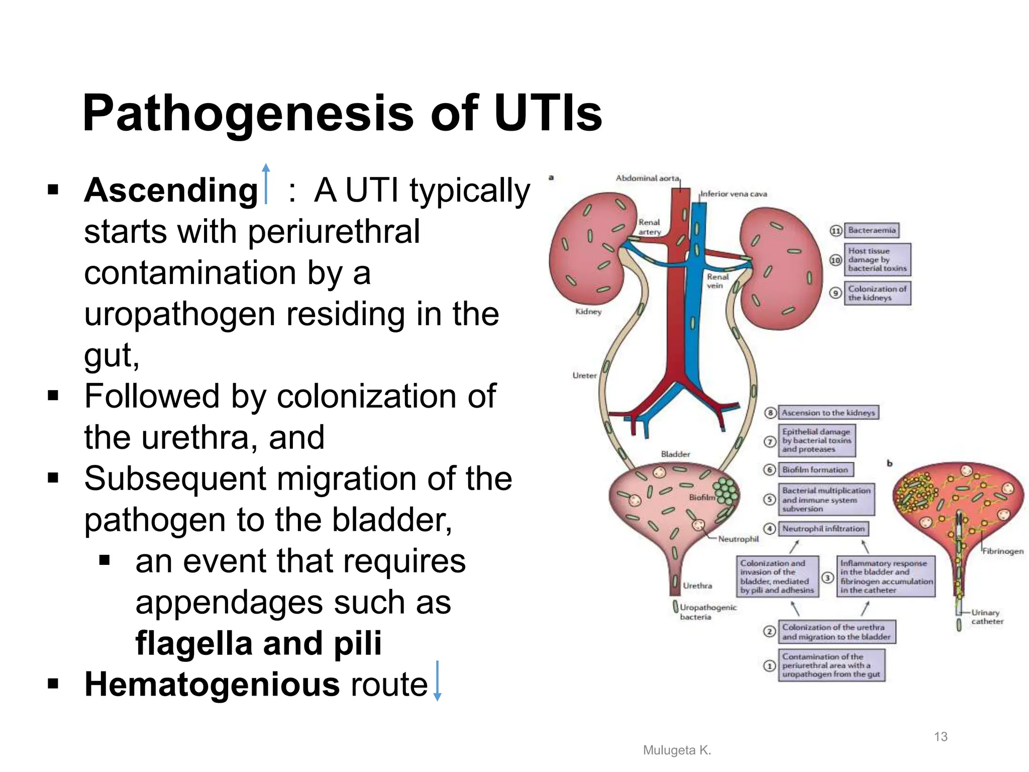 Explain brief anatomical structure and function of renal system Discuss ...