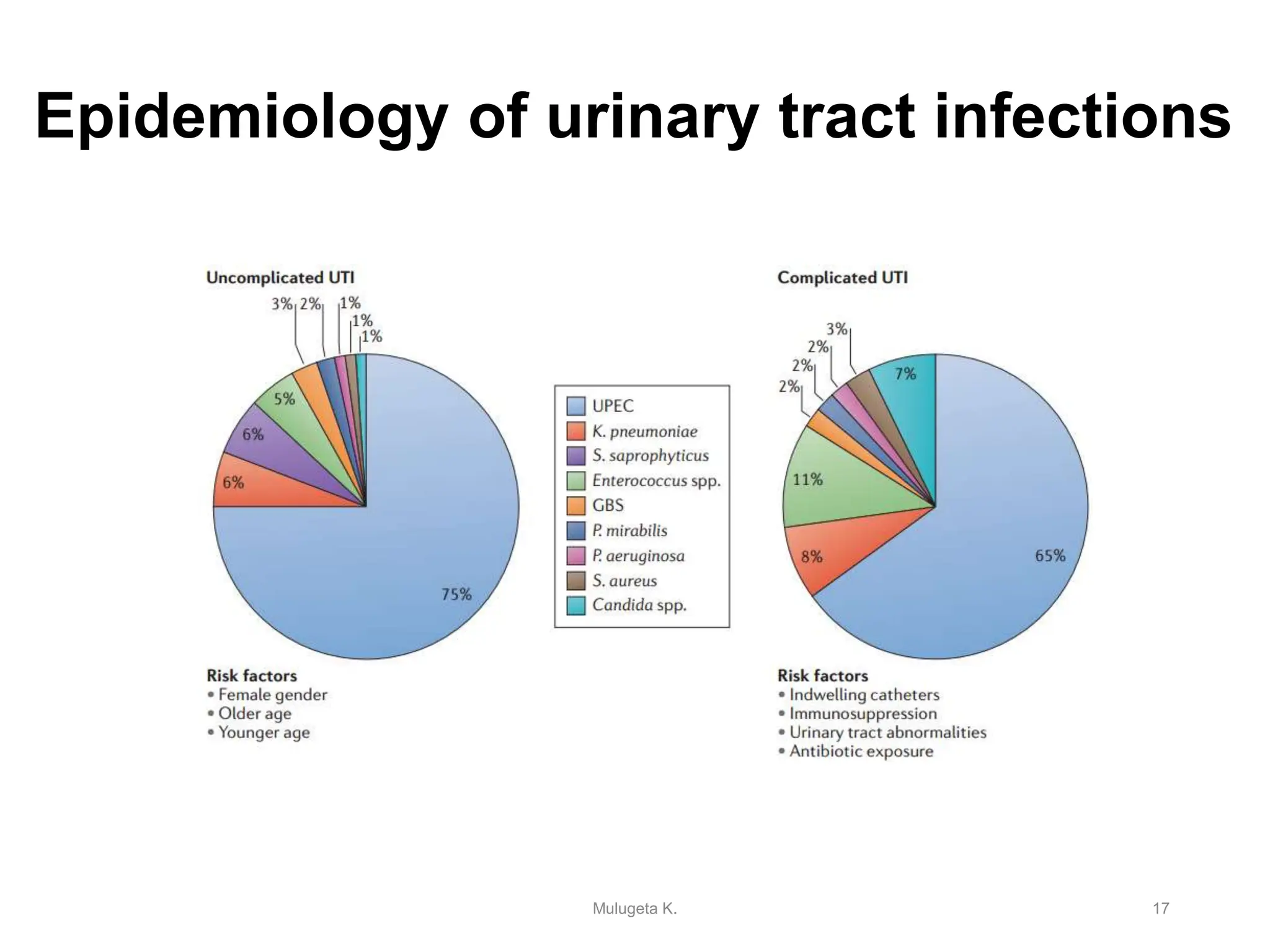 Explain brief anatomical structure and function of renal system Discuss ...