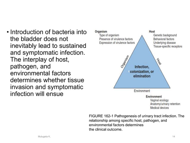 Explain brief anatomical structure and function of renal system Discuss ...
