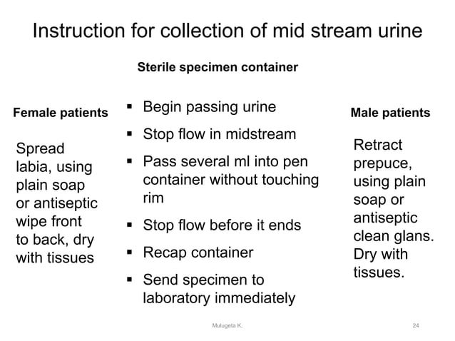 Explain brief anatomical structure and function of renal system Discuss ...