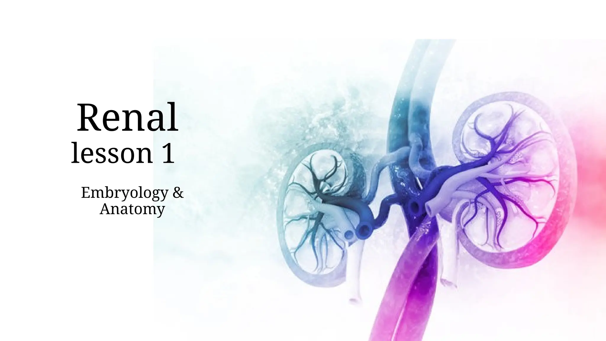 renal system anatomy, embriology, development | PPTX