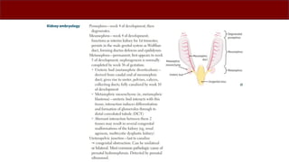 renal system anatomy, embriology, development | PPTX