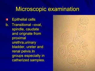 RENAL-FUNCTION-TEST.ppt