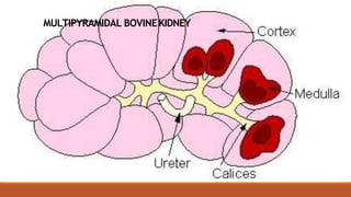 renal-pathology.pptx