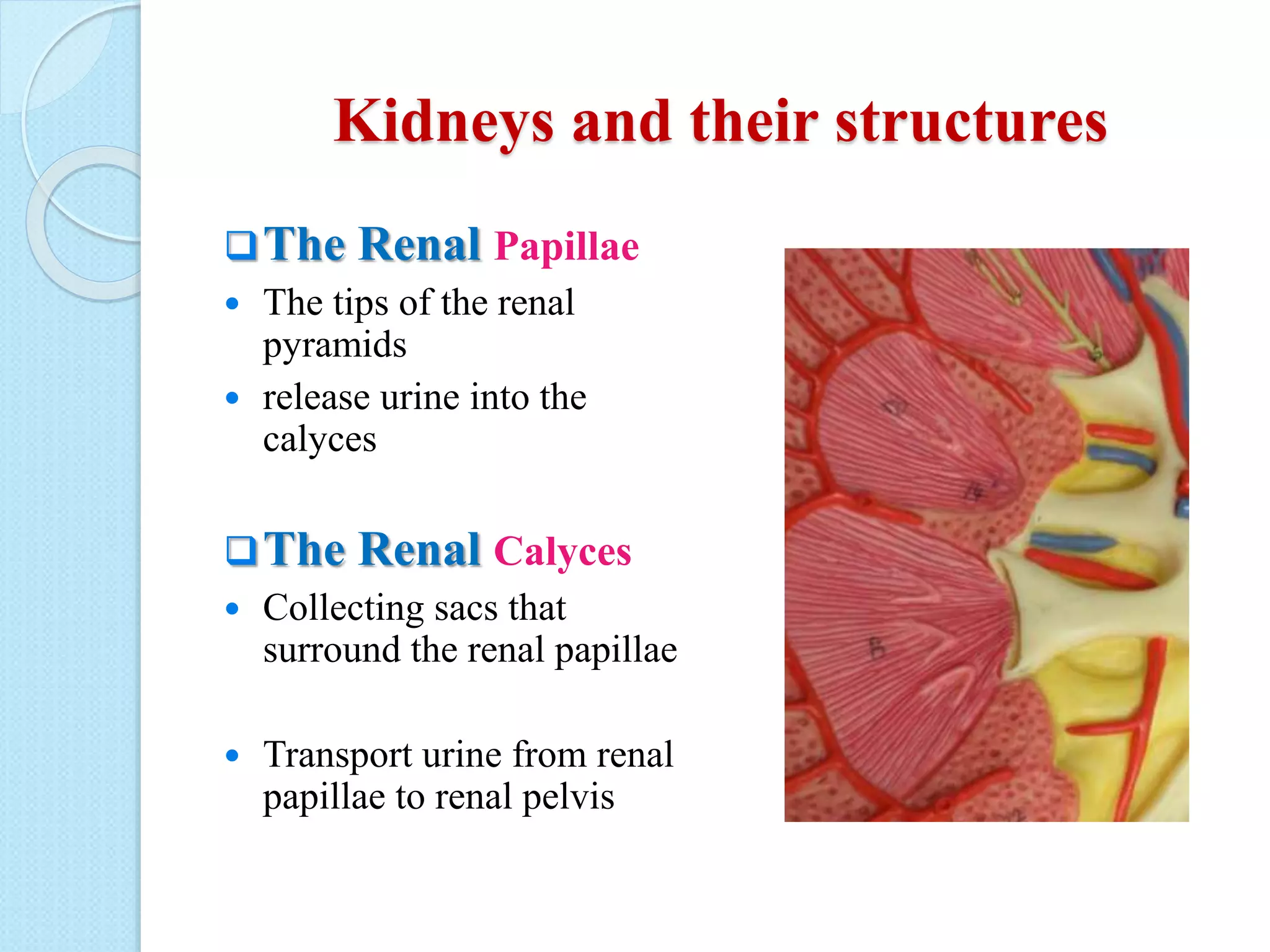 Renal physiology-1 | PPTX