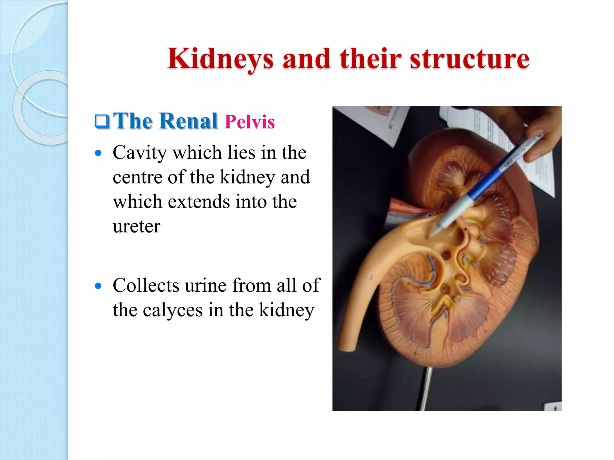 Renal physiology-1 | PPTX