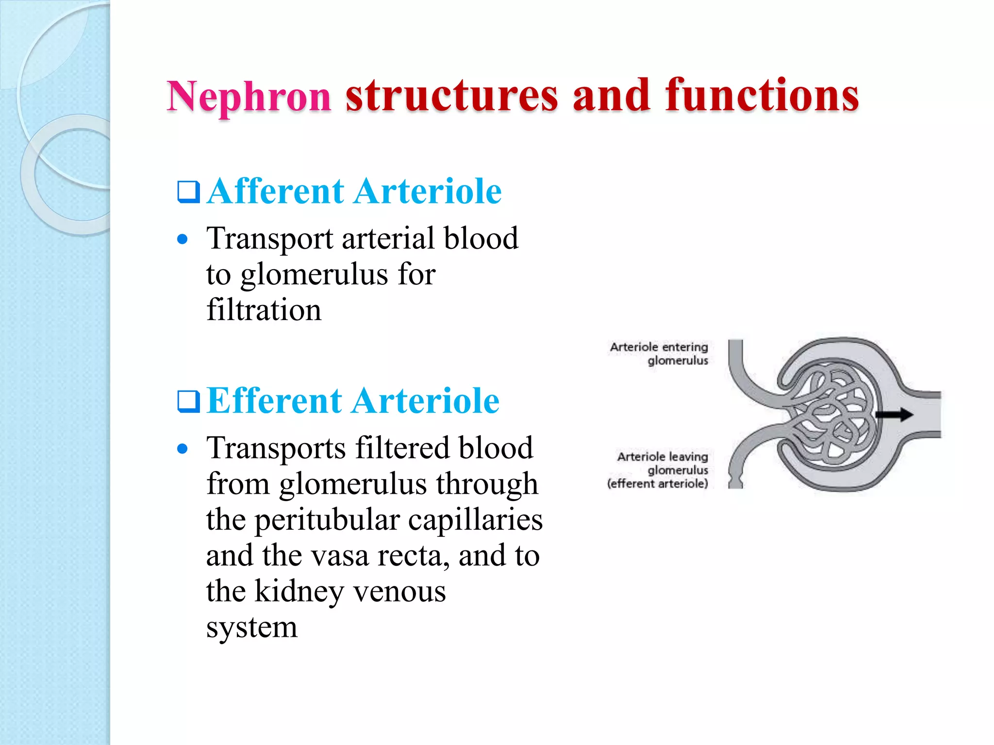 Renal physiology-1 | PPTX