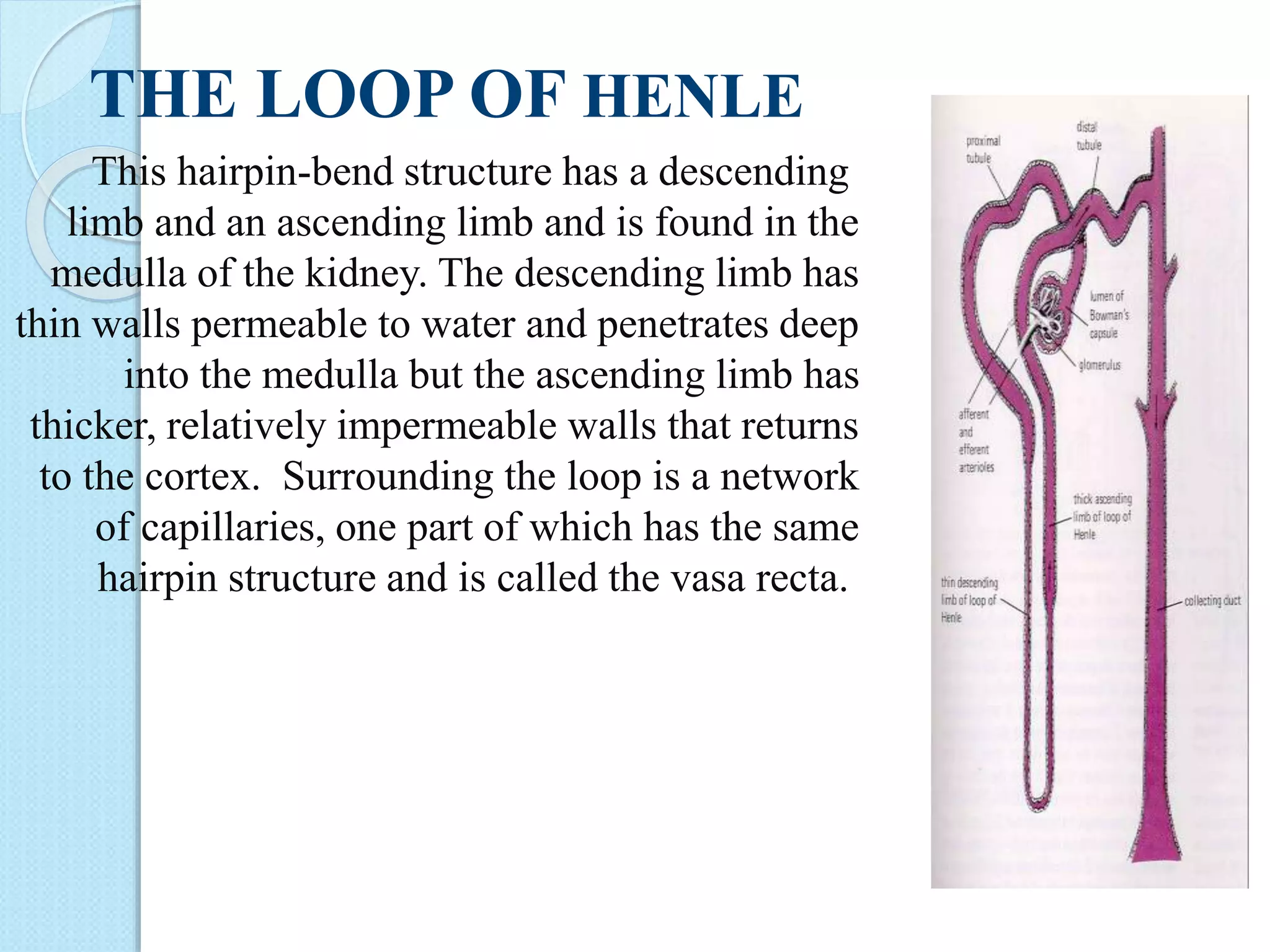 Renal physiology-1 | PPTX