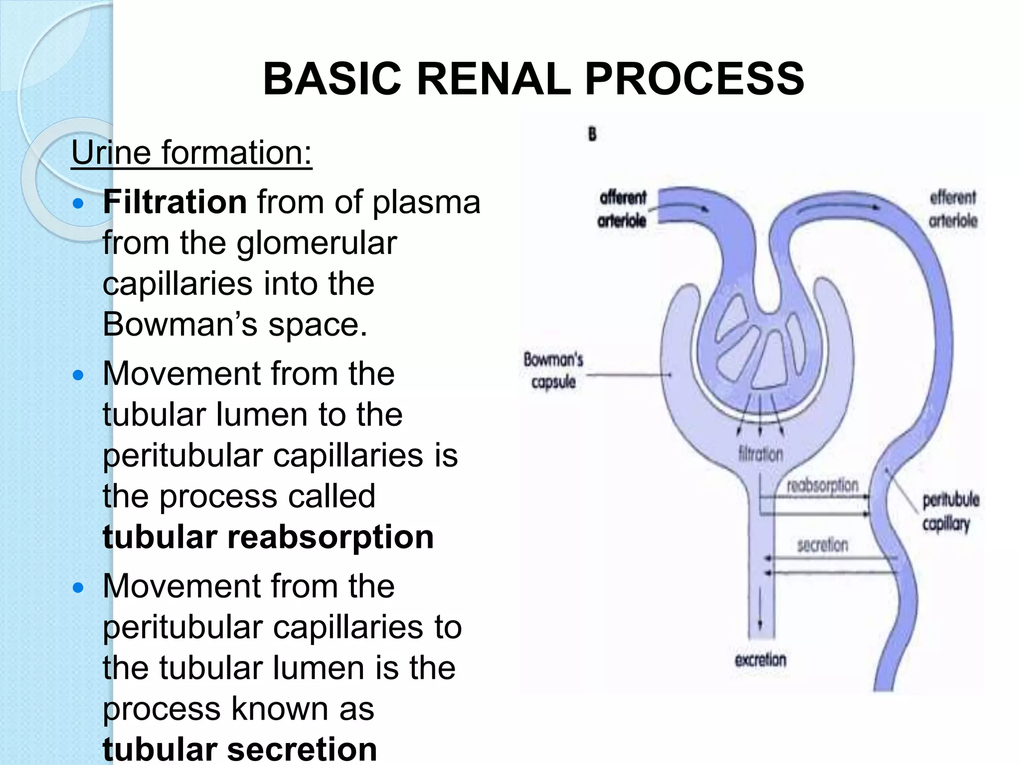Renal physiology-1 | PPTX