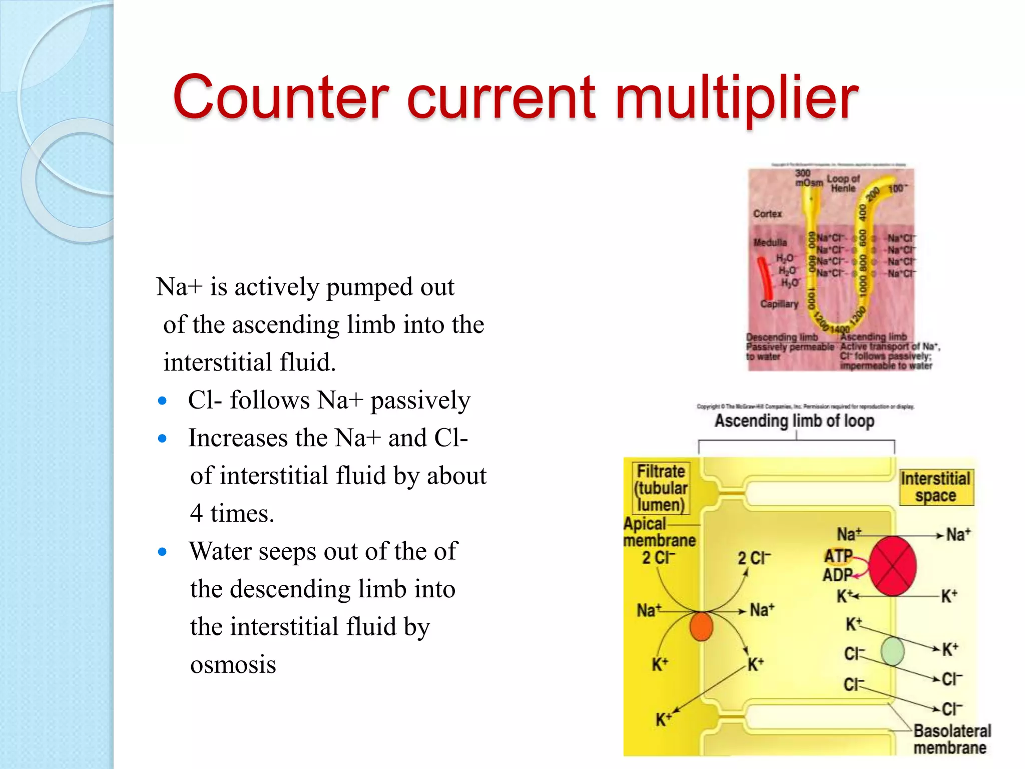 Renal physiology-1 | PPTX