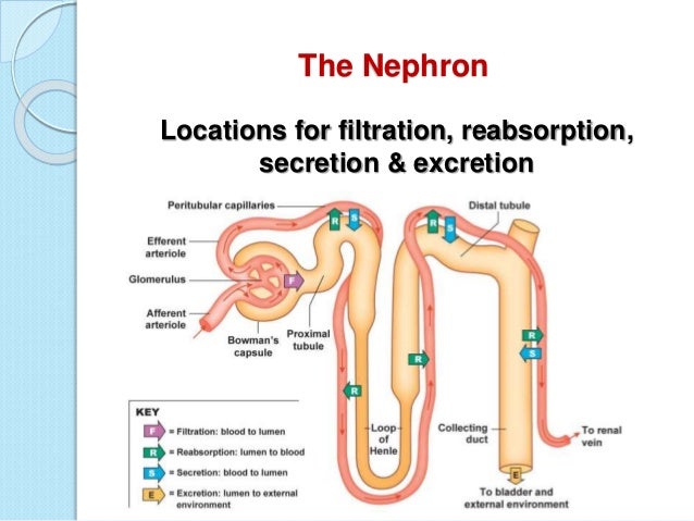 Kidney Nephron Secretion