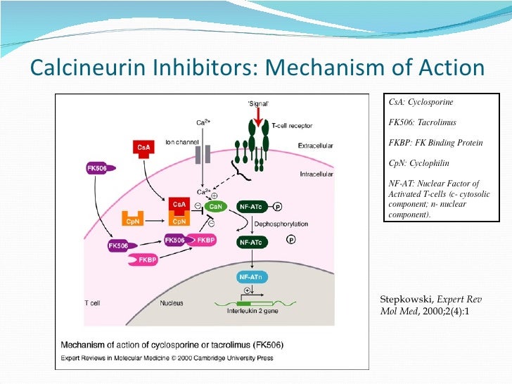 Renal Transplantation Dr. Jorge L. Posada