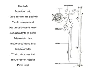 Histofisiología Renal | PDF