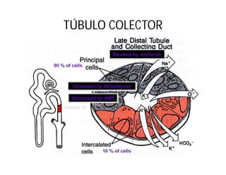 Histofisiología Renal | PDF