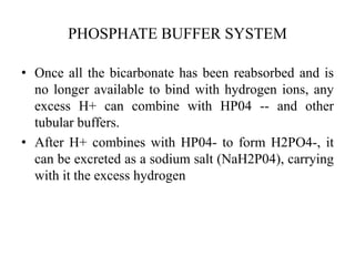 renal acid base.pptx