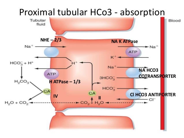 Renal acidification