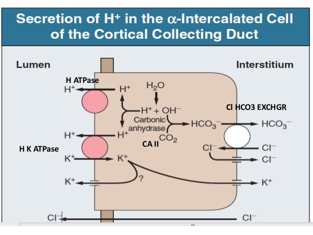 Renal acidification