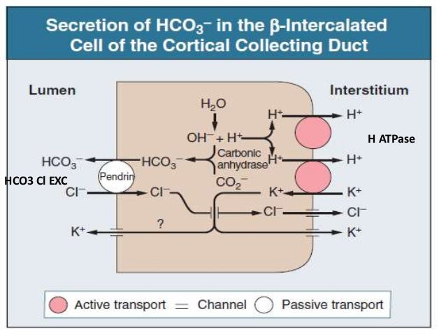 Renal acidification