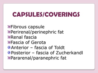 Renal anatomy | PPTX
