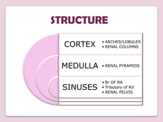 Renal anatomy | PPTX