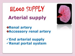 Renal anatomy | PPTX