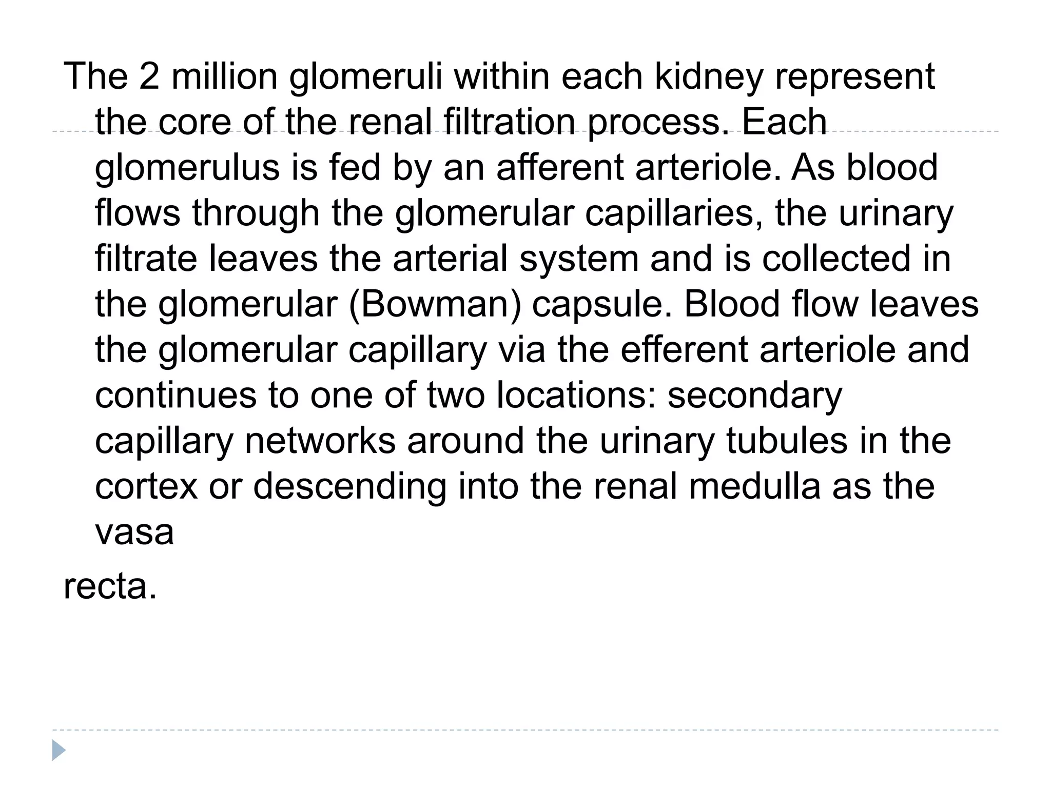 Renal anatomy | PPT