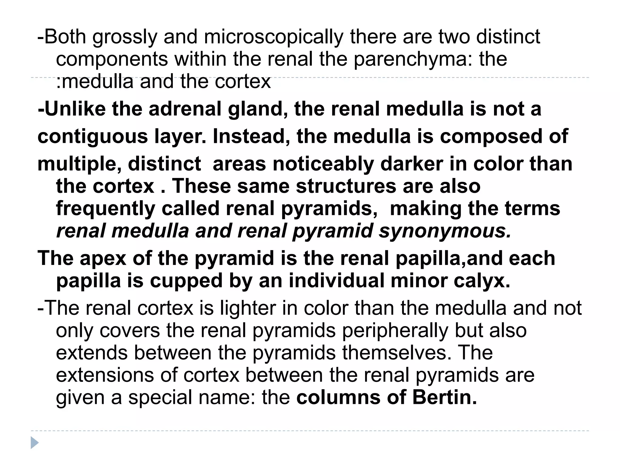 Renal anatomy | PPTX