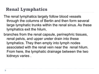 Renal anatomy | PPTX