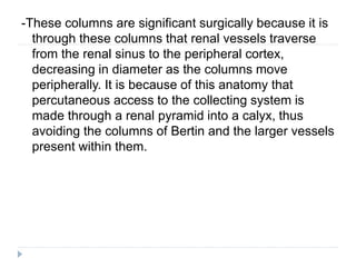 Renal anatomy | PPTX