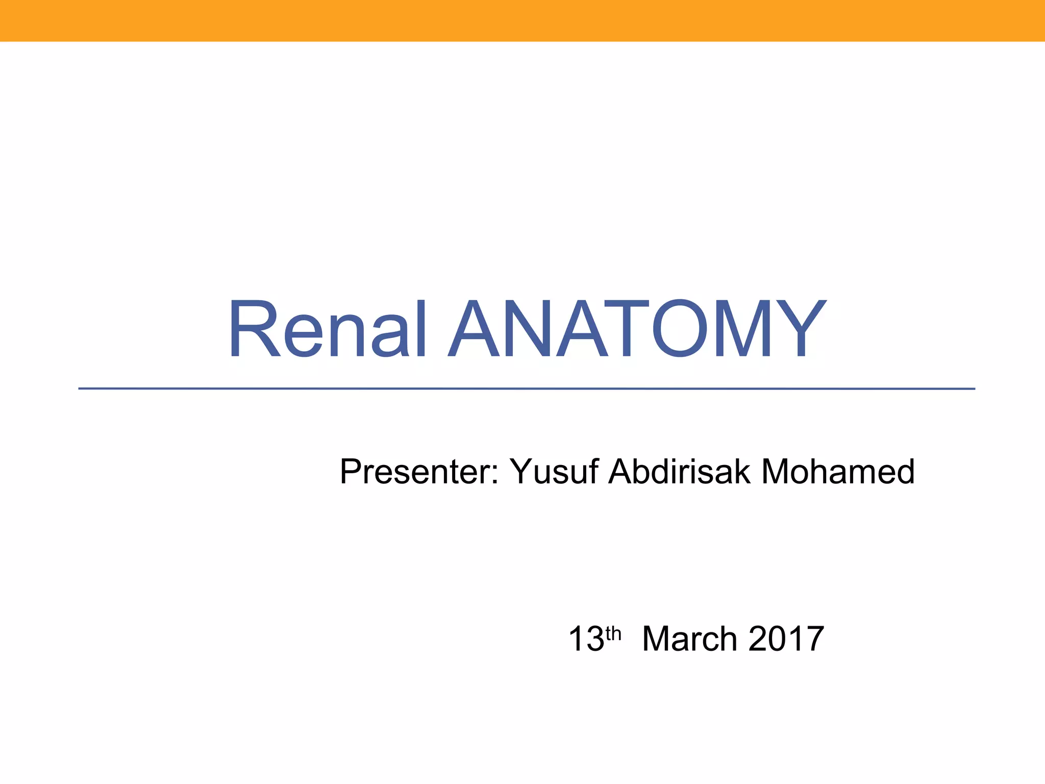Renal anatomy | PPT